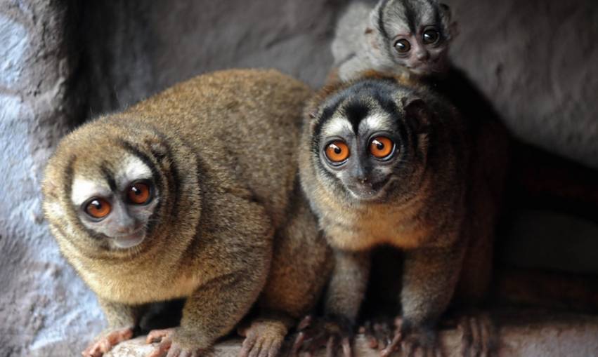 Les cultures anciennes croyaient que les singes avaient des pouvoirs ...